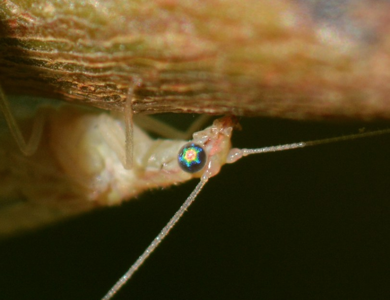 Through the Eyes of Insects – Sarconista!